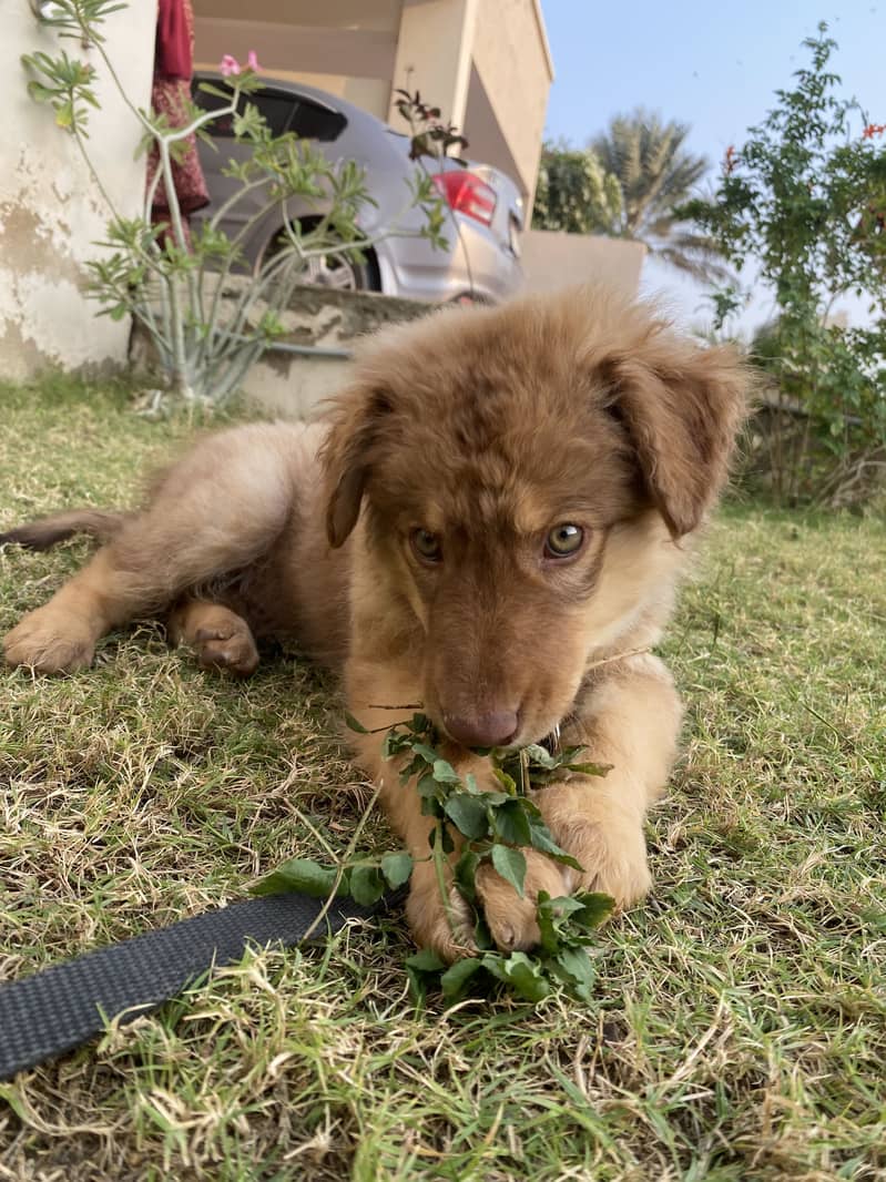 German Shepard cross Belgium shepherd pedigree - Dogs - 1110305998