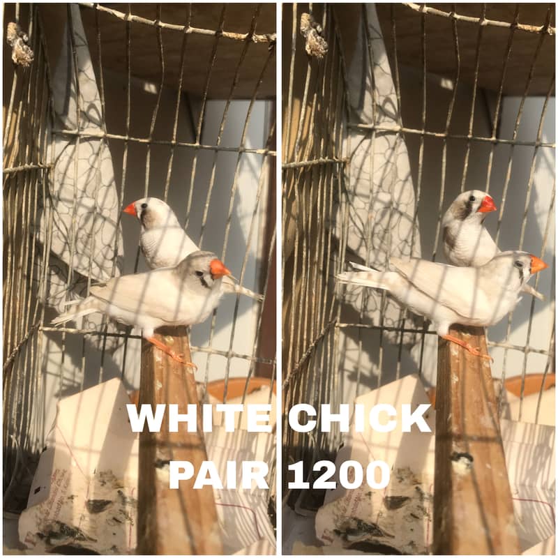 mutation finch mix - Finches - 1110308835