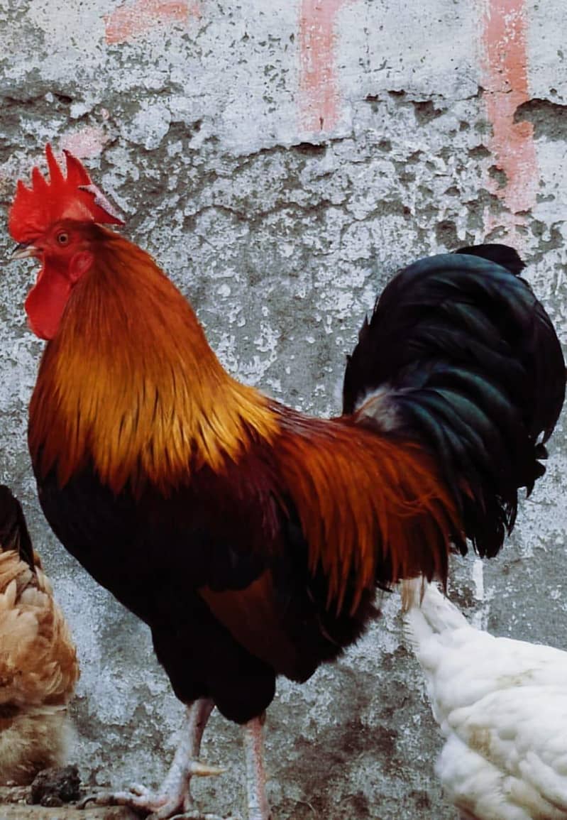golden murgha for sale urgent with 2 golden murghiyan Ghar Ka pala hua ...