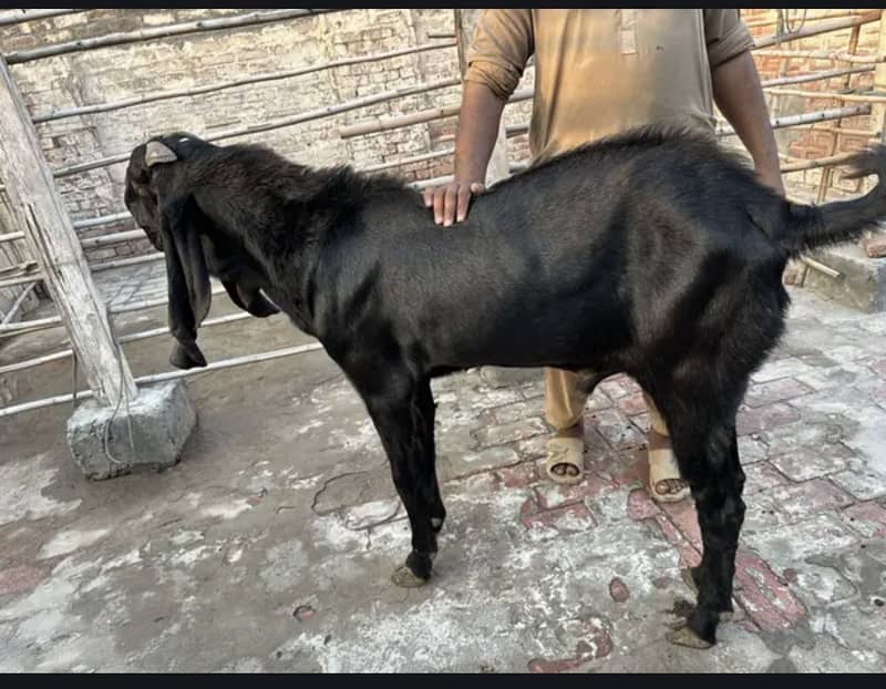 Black Breader Bakra Amber sri - Other Animals - 1110309495