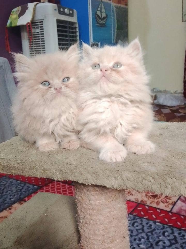 Persian kittens - Cats - 1110309974