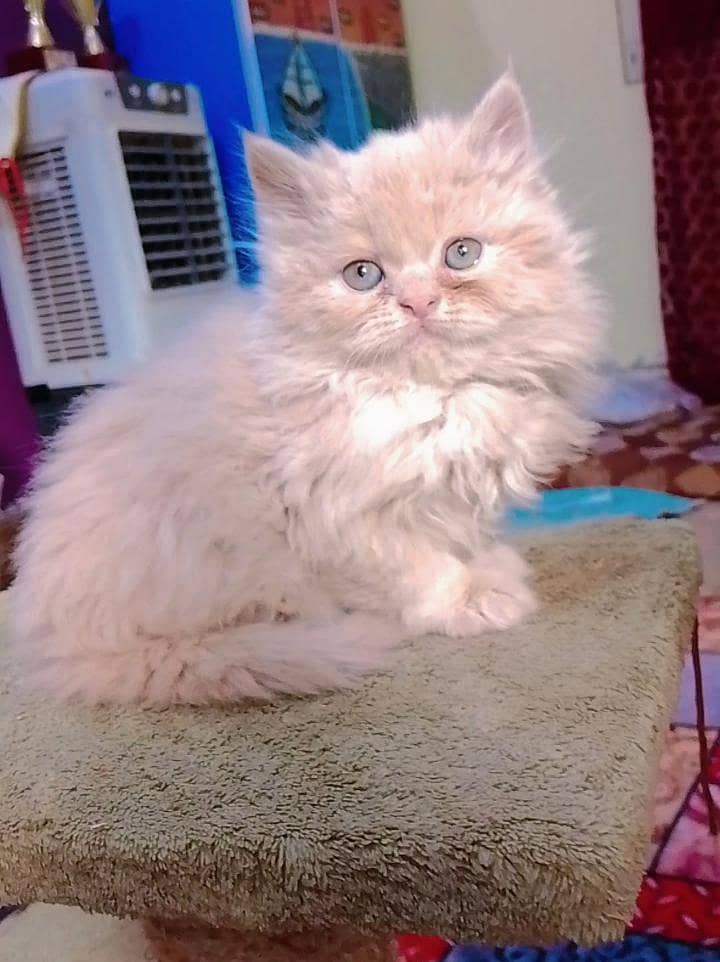 Persian kittens - Cats - 1110309974