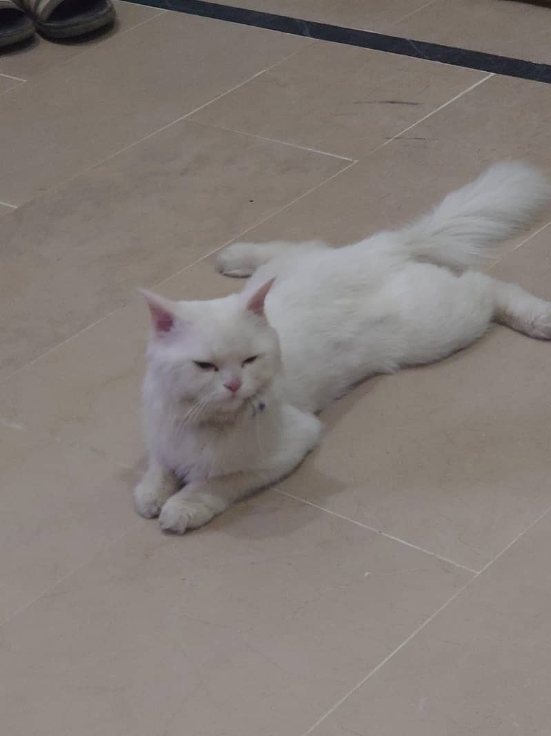 white colour Persian cute cat male - Cats - 1110310112