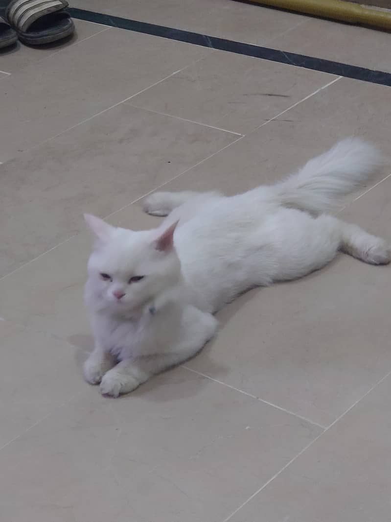 white colour Persian cute cat male - Cats - 1110310112