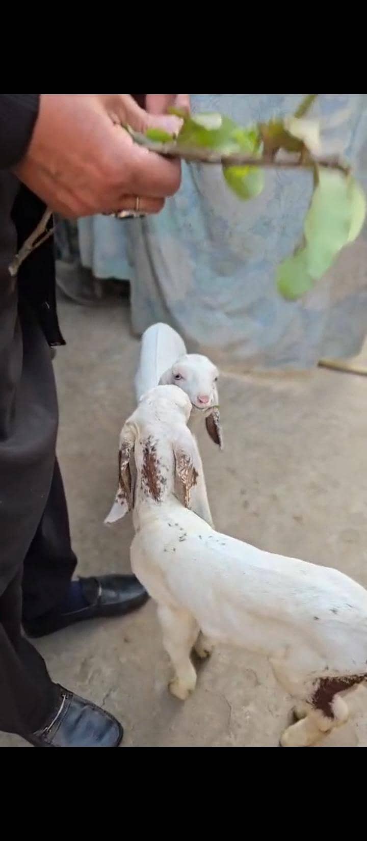 Rajanpuri female goat for sale with 2 kids - Goats - 1110310218