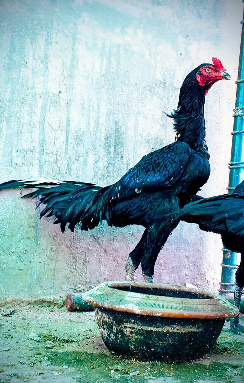 Thai pakoya patha beautiful body structure high quality birds low pri ...