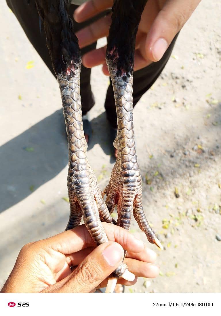 Thai pakoya patha beautiful body structure high quality birds low pri ...