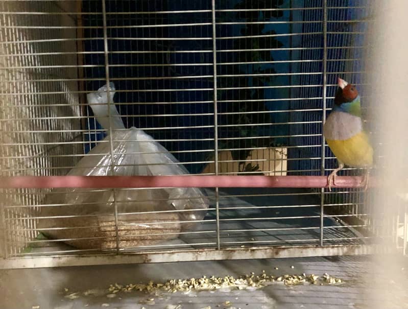 Gouldian White Chest Finch - Finches - 1110314974