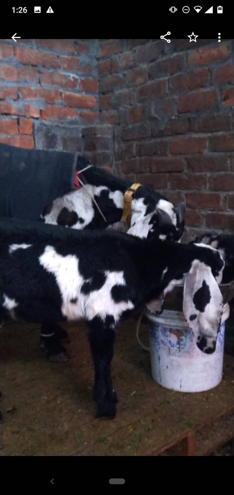 dasi bakra bacha 03234438191 - Goats - 1110316222