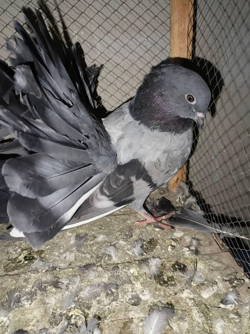 Fancy Lucky Phatty Phattiyan - Pigeons - 1104322023