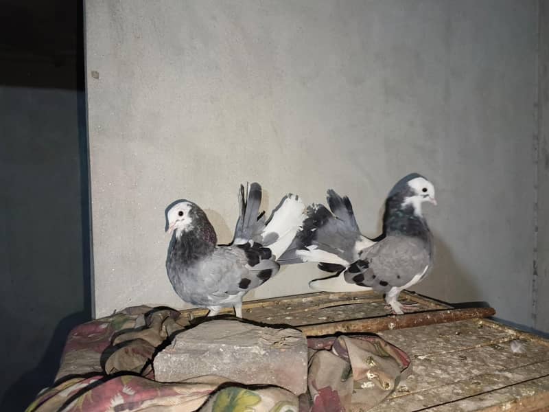 Fancy Lucky Phatty Phattiyan - Pigeons - 1104322023