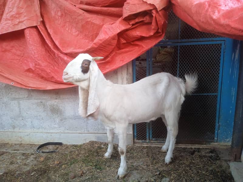gulabi cross bakri - Goats - 1110319297