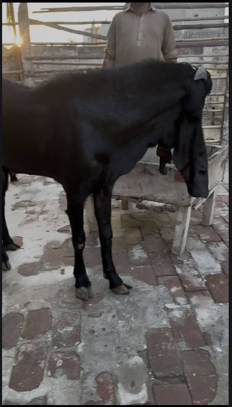 Black Breader Bakra Amersari - Goats - 1110319767