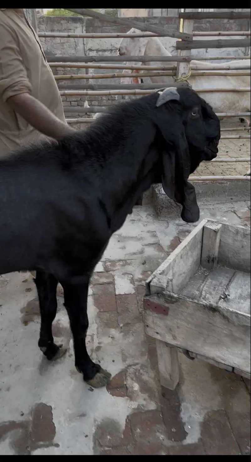 Black Breader Bakra Amersari - Goats - 1110319767