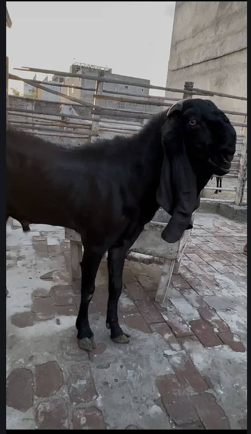 Black Breader Bakra Amersari - Goats - 1110319767