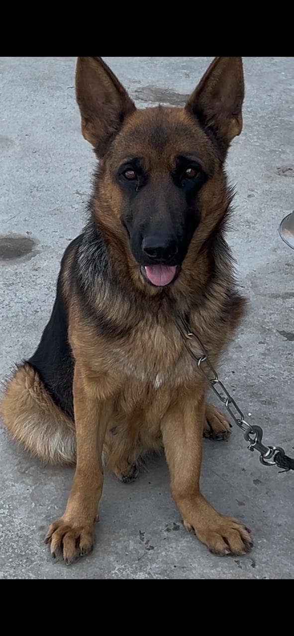 German Shepherd confirm breeder female goes cheap - Dogs - 1110321881