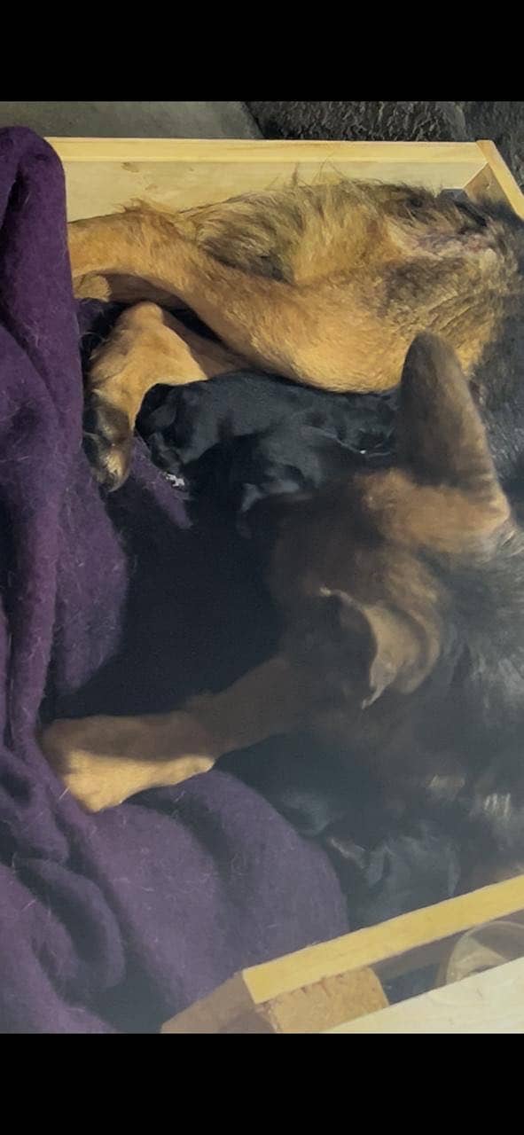 German Shepherd confirm breeder female goes cheap - Dogs - 1110321881