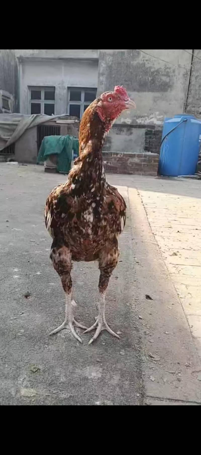 Pakistani patha available - Hens - 1110321951