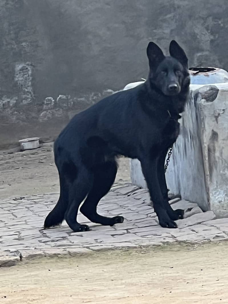 Black German Shepherd - Dogs - 1110323161