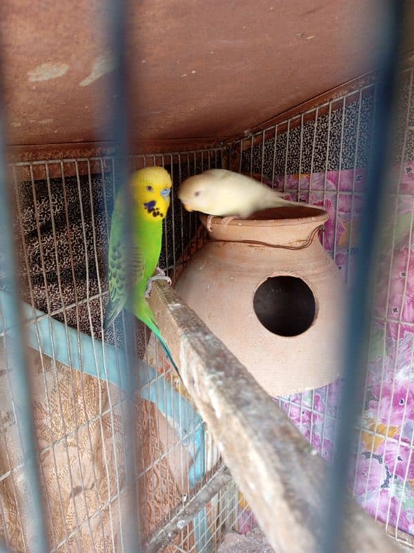 budgies Quality pair for sale • - Parrots - 1110326494