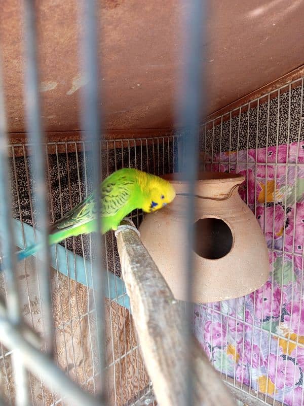 budgies Quality pair for sale • - Parrots - 1110326494
