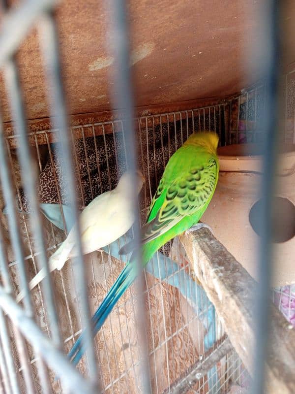 budgies Quality pair for sale • - Parrots - 1110326494