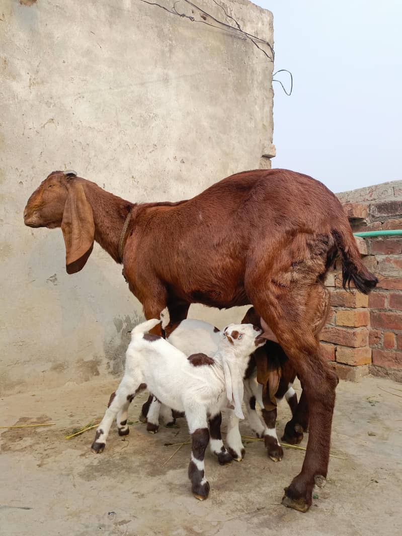 Bakri with bacha 2026 - Goats - 1110326509