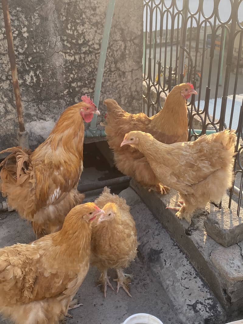 Golden Buff For Sale - Hens - 1110333636