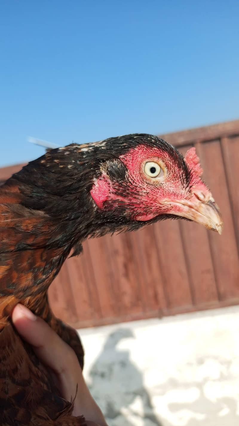 Peeli Breeder Madi + Pathy avlbl - Hens - 1110333694