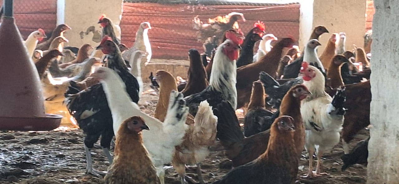 desi murgha | golden misri hens | مرغیاں | hens | only bulk quantity ...