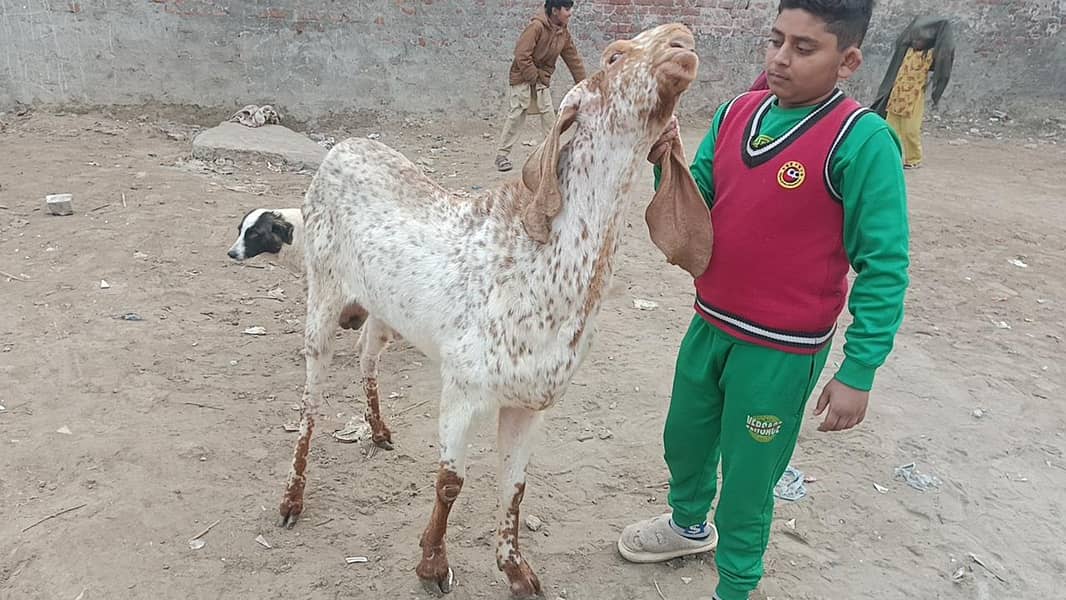 khubsurat makhi cheena active bareeder fresh 6 dant42/63 - Goats ...