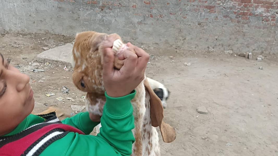 khubsurat makhi cheena active bareeder fresh 6 dant42/63 - Goats ...