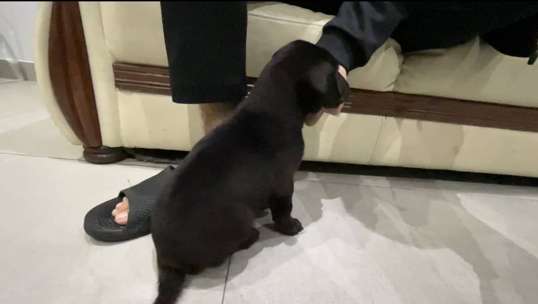 British Labra | labrador | Dog | Labra Puppy | Labra - Dogs - 1110078349