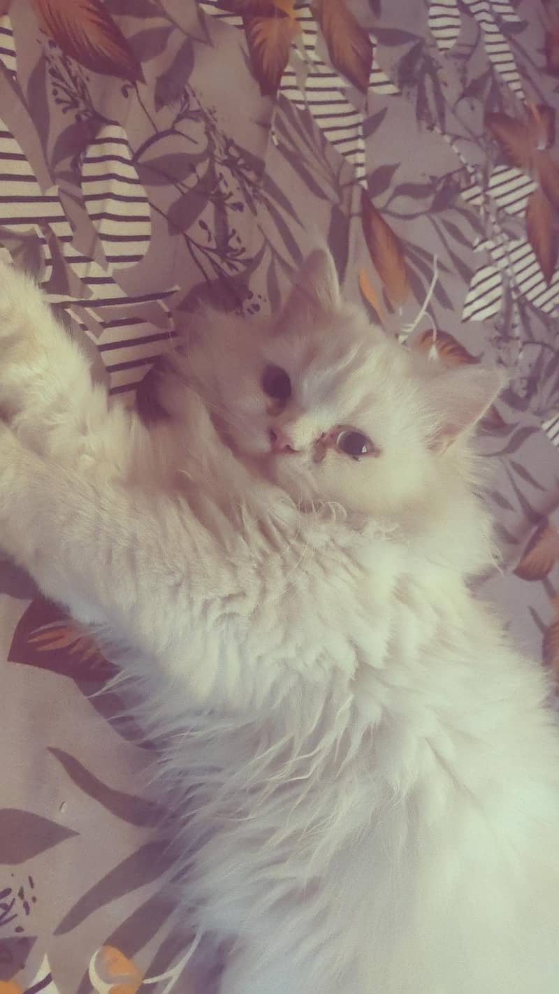 white triple coat Persian cat - Cats - 1110338104