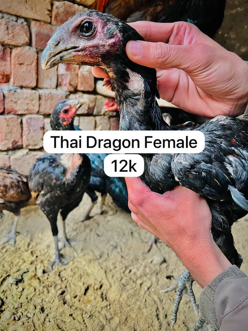 Aseel Thai / Dragon / Red Thai X Pakoy/ high quality / Hens - Hens ...