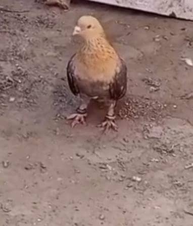 f s. Multan - Pigeons - 1110340261