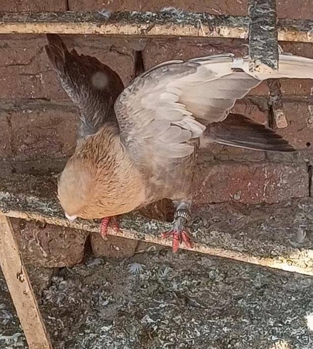 f s. Multan - Pigeons - 1110340261