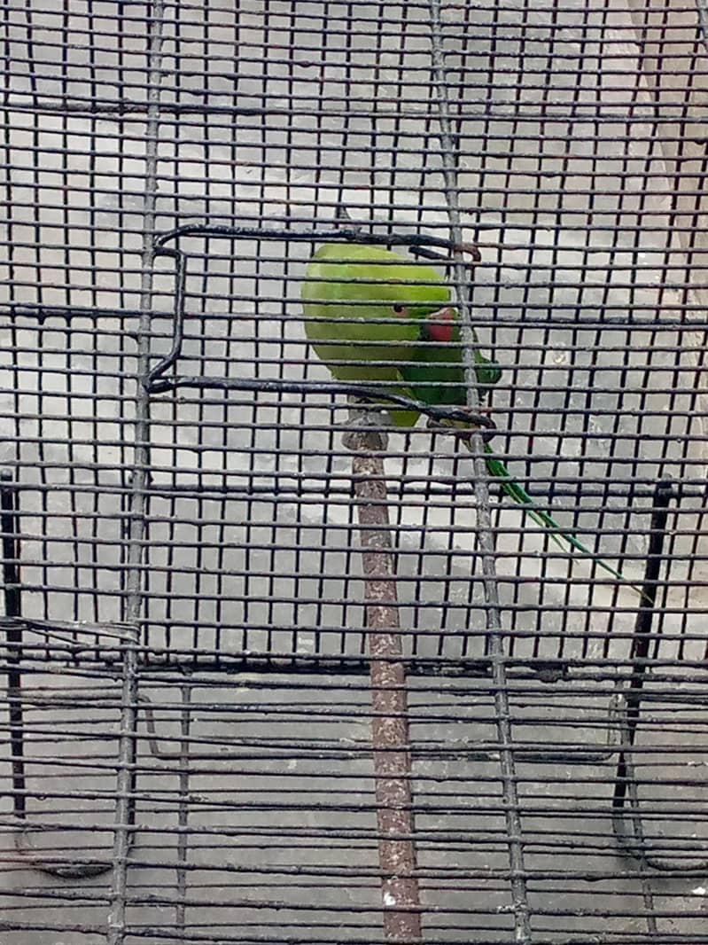 GREEN RING NECK FEMALE BEST OF BREED -03123034140 - Parrots - 1110342404