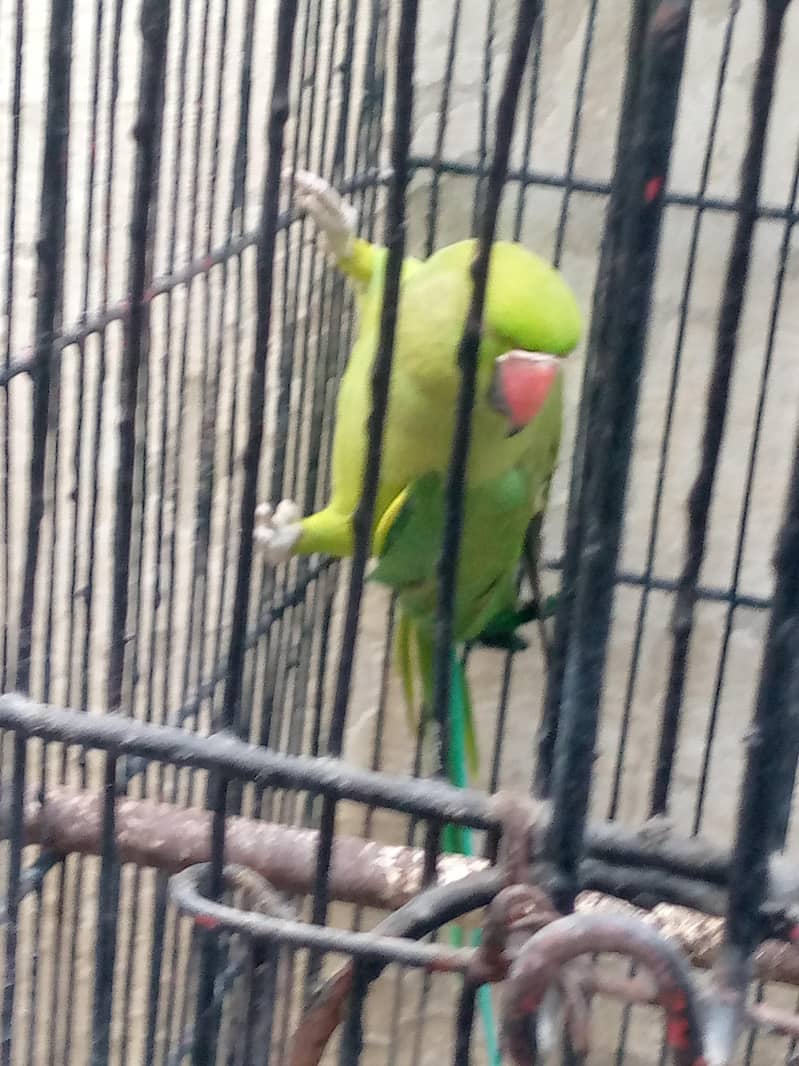 GREEN RING NECK FEMALE BEST OF BREED -03123034140 - Parrots - 1110342404