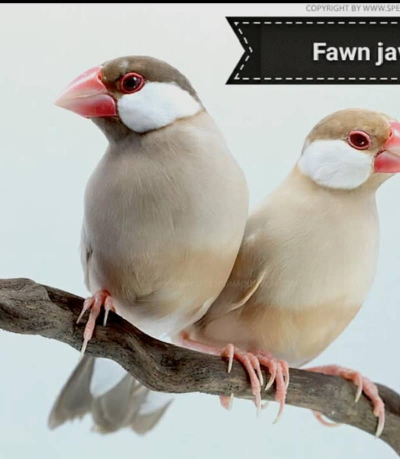 Jaava - Parrots - 1110343397