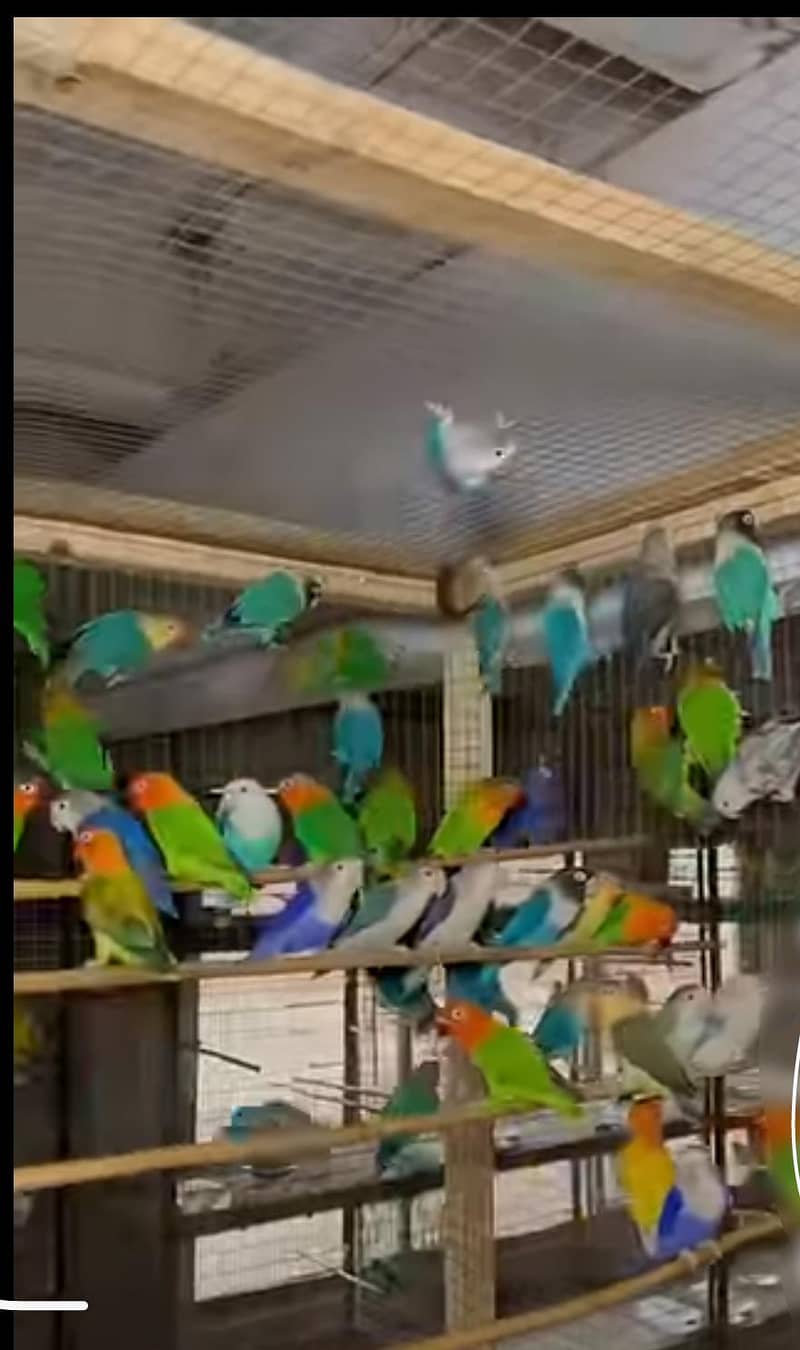 Jaava - Parrots - 1110343397