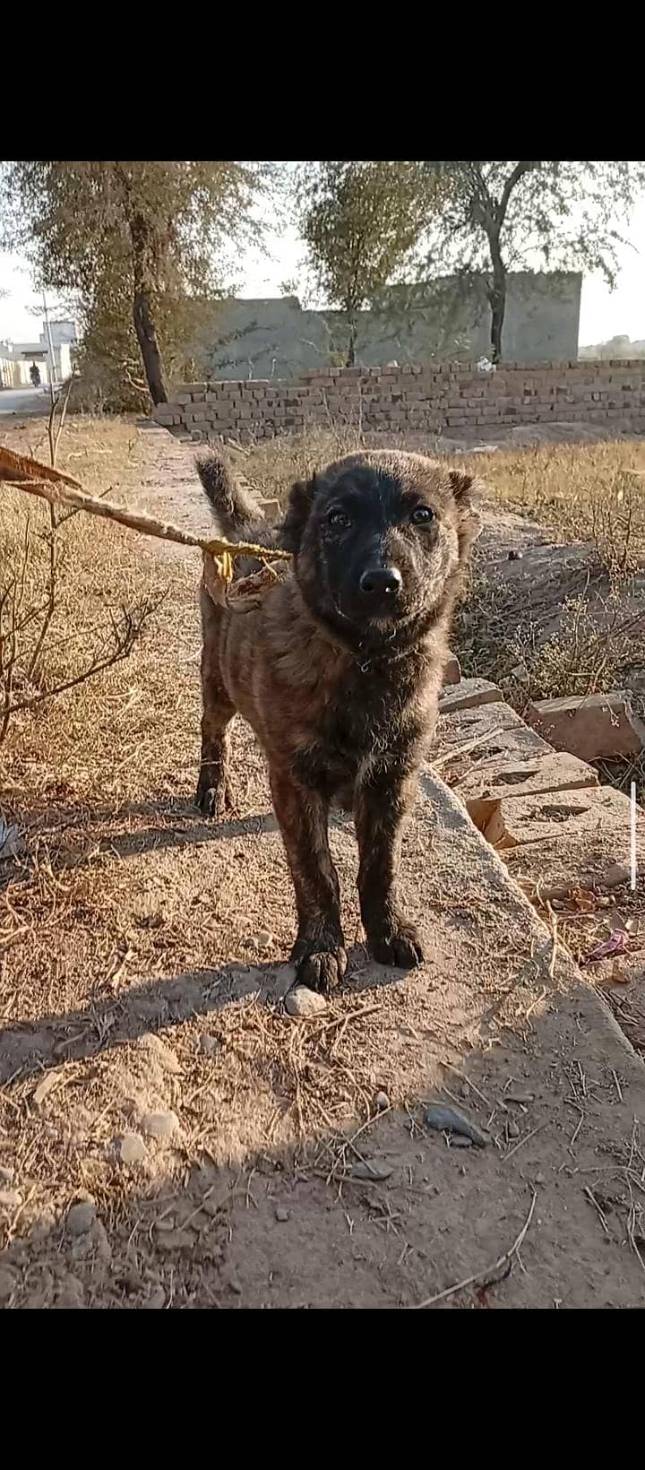 Pure Afghan koochi Breed - Dogs - 1110343664