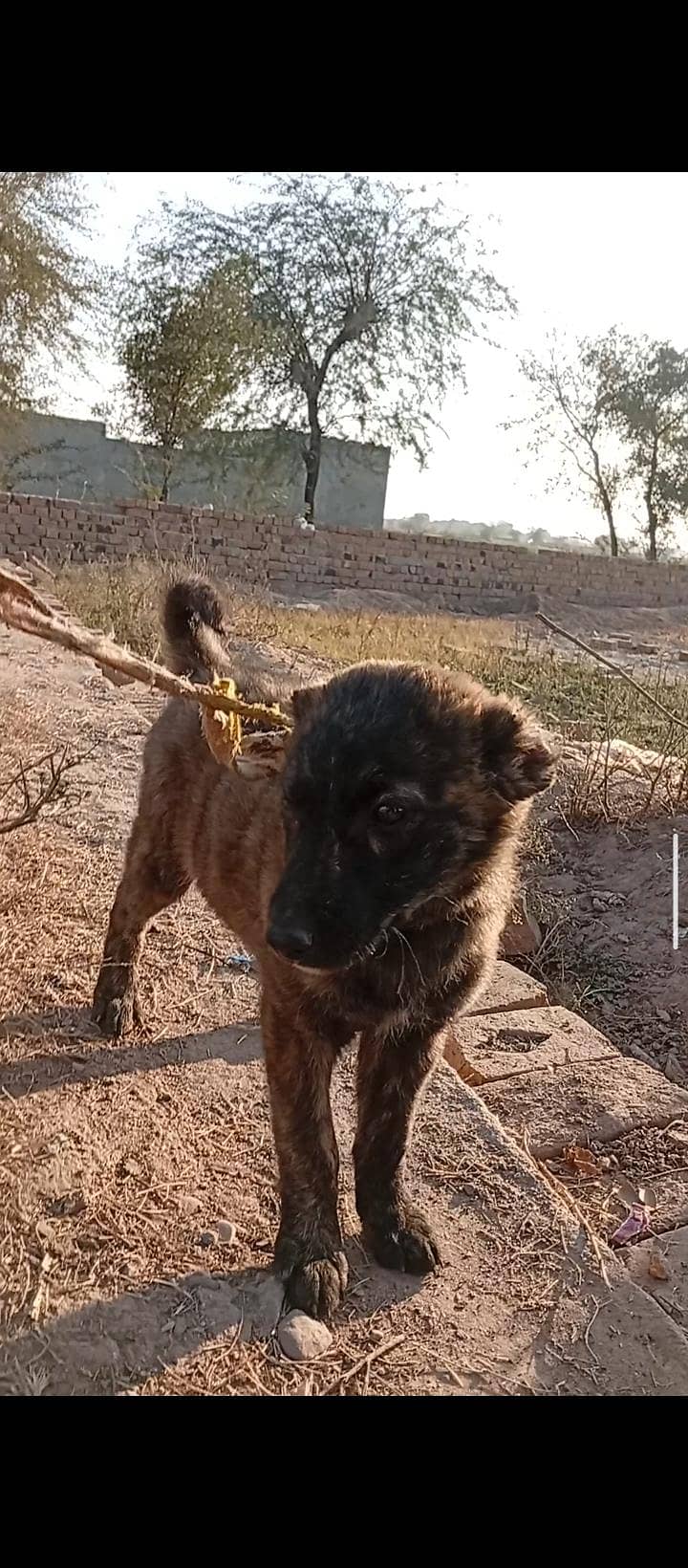 Pure Afghan koochi Breed - Dogs - 1110343664