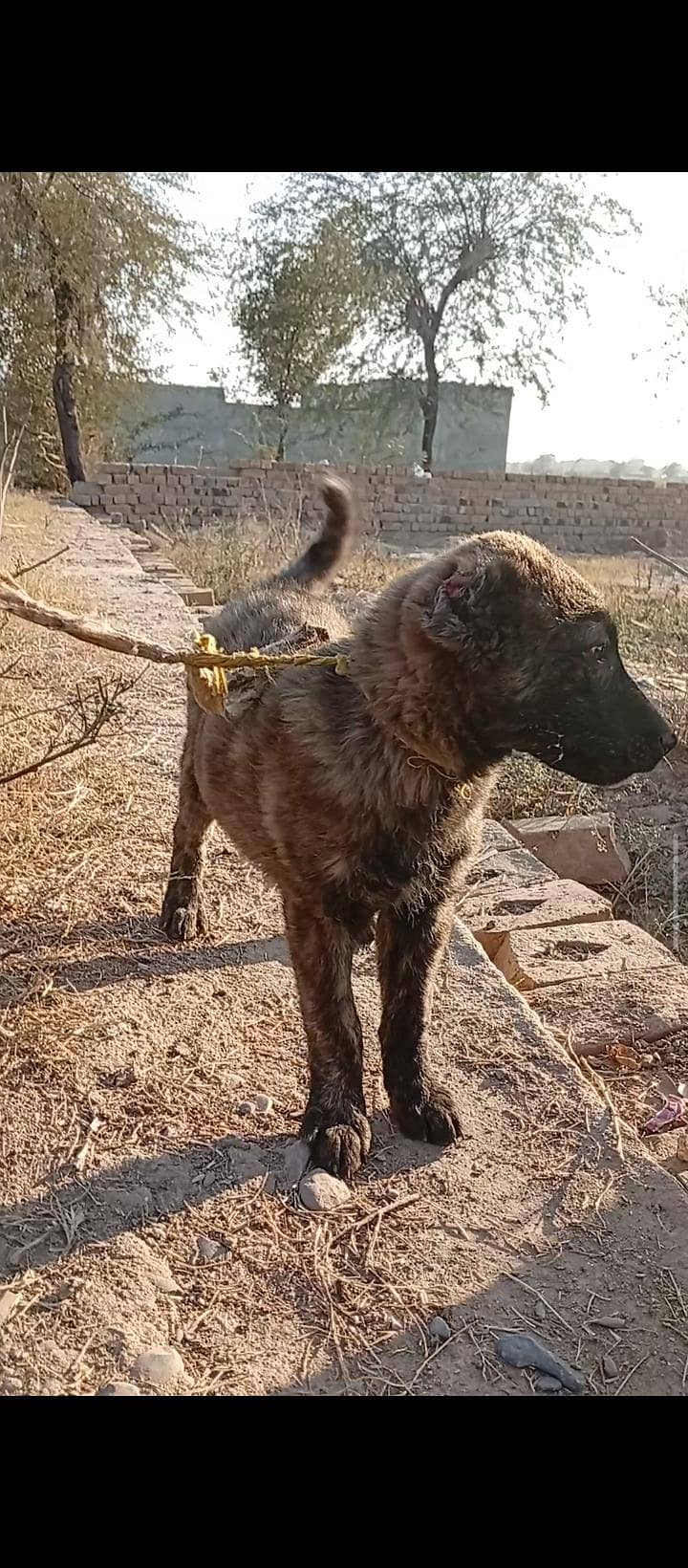 Pure Afghan koochi Breed - Dogs - 1110343664