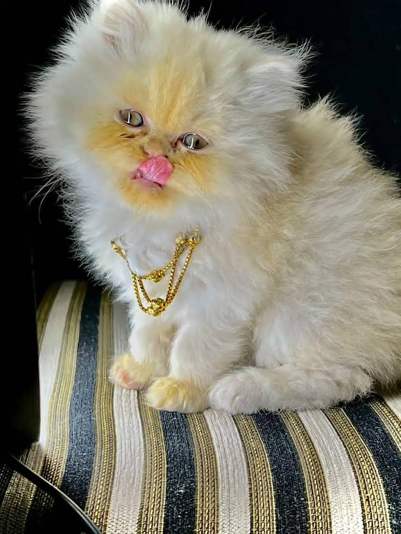 PIKE FACE - Cats - 1110344918