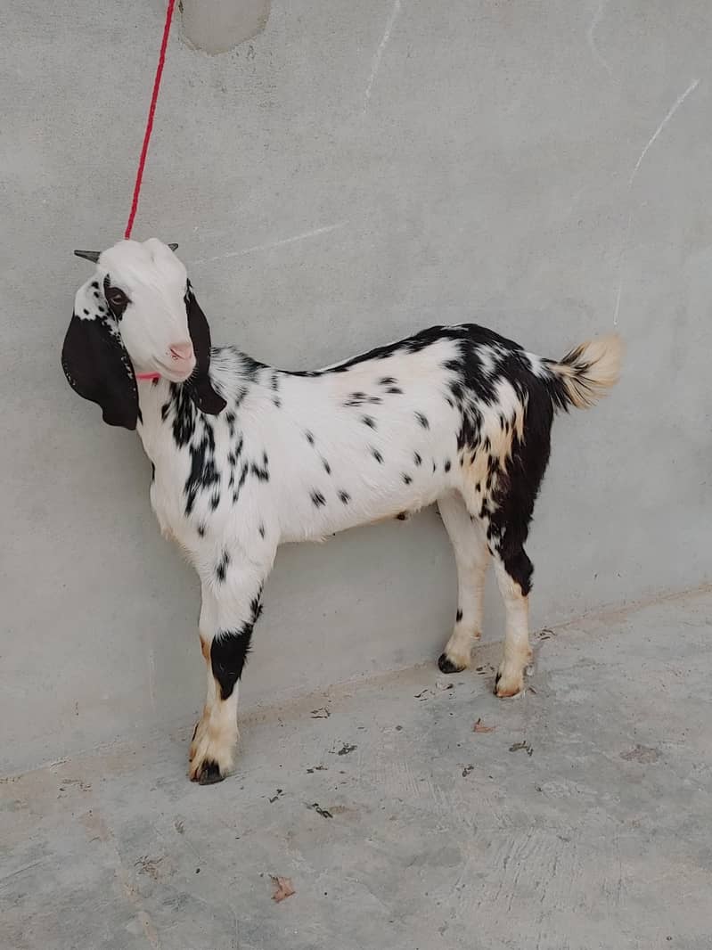 2 males Black abluk Tapra or Lal Ajruk chamba tedda - Goats - 1110346059