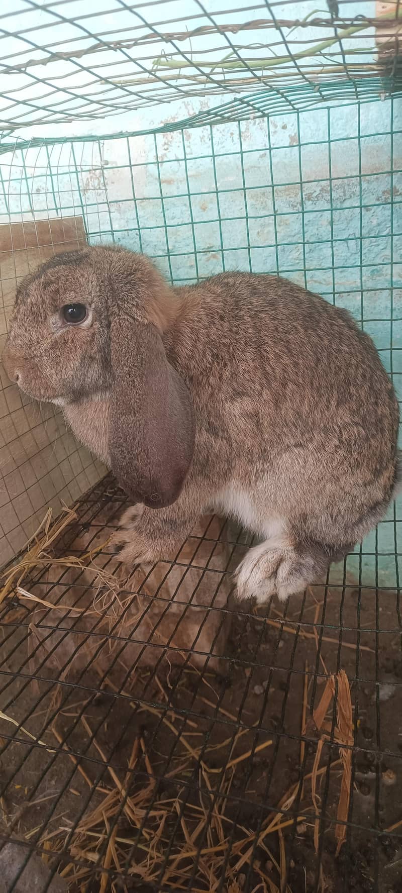 HOLEND LOOP BREEDER FEMALE AVAILABLE - Rabbits - 1109714484