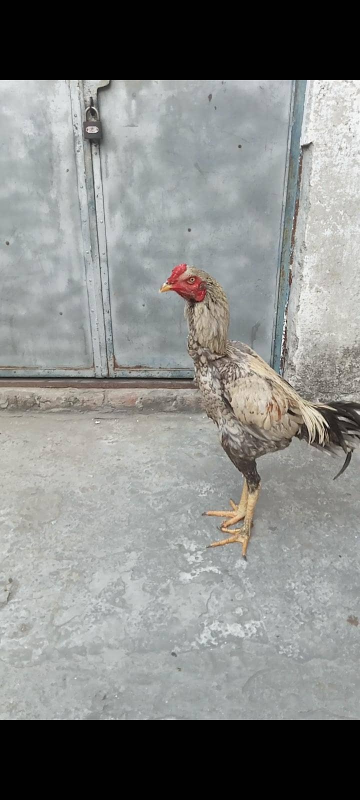 sindhi cross /sindhi Aseel/Aseel morga/important Aseel - Hens - 1110346503