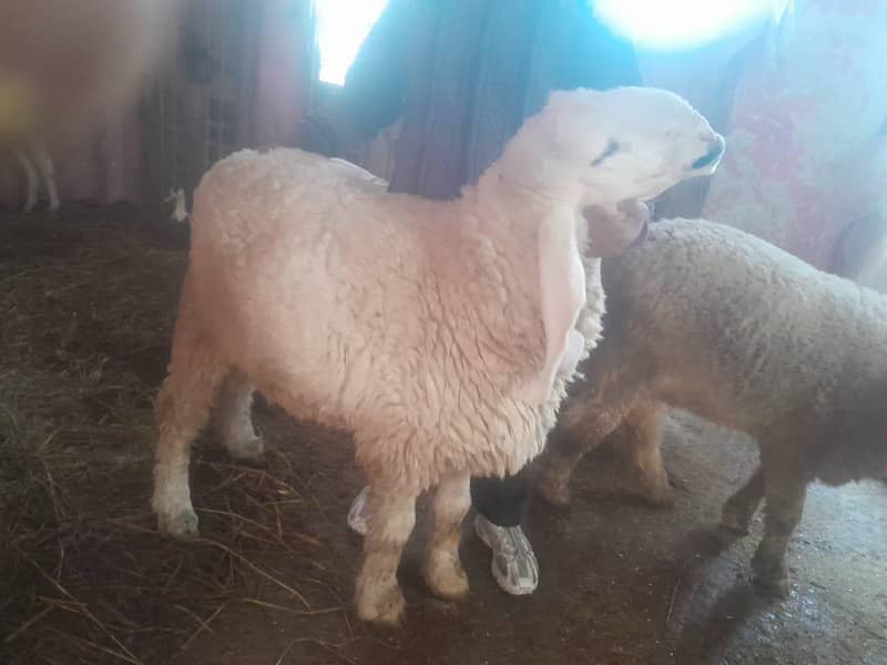 Contact me different prices - Other Animals - 1110353239