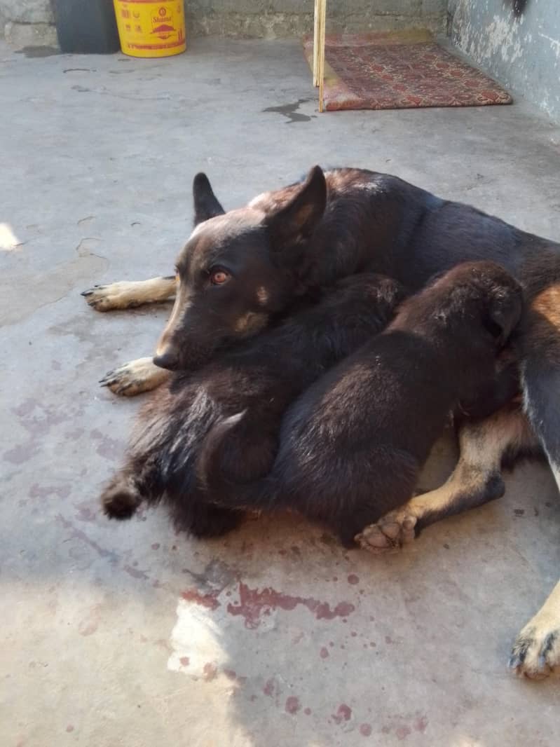 Alsition dog boht smjhdaar hai do dafa breed li hai is sy - Dogs ...